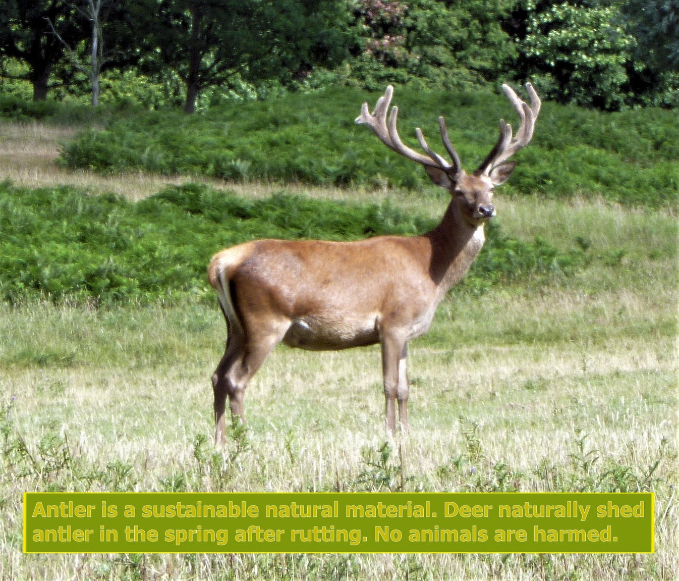 Antler Roll handled Firesteel various sizes – Hugginsattic